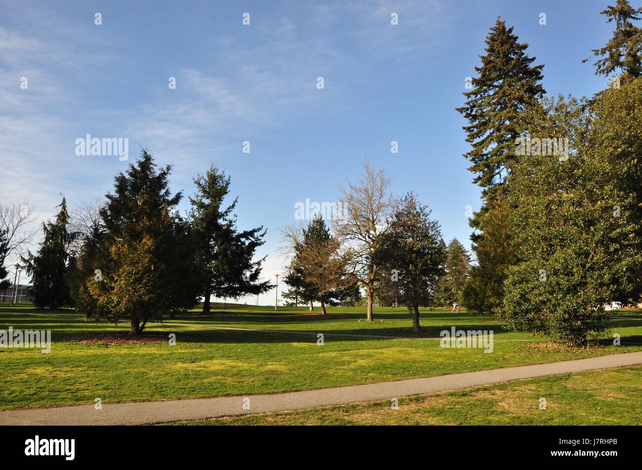 environment enviroment tree park landscape scenery countryside nature ...