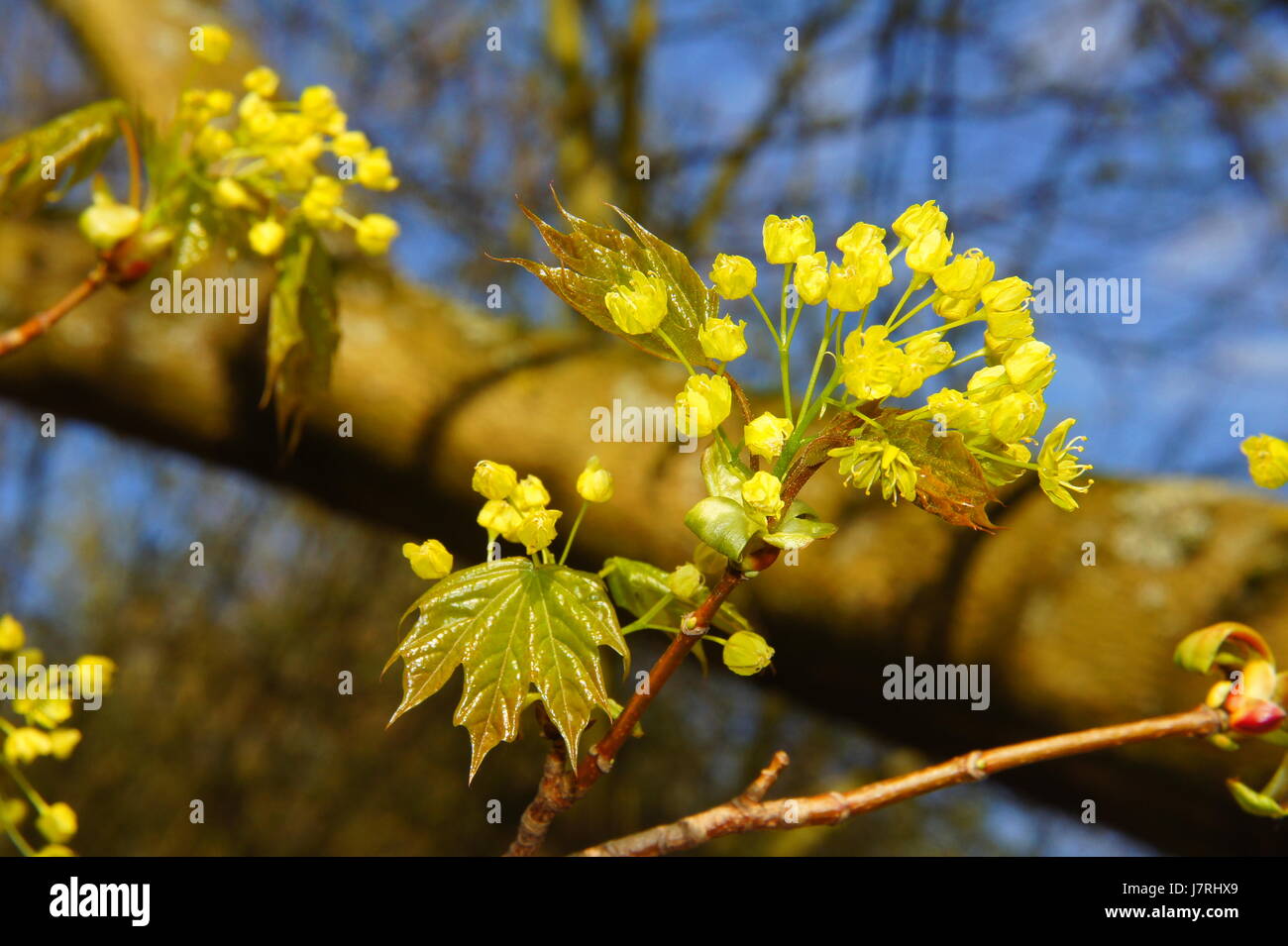 bloom blossom flourish flourishing spring maple hayfever macro close-up ...