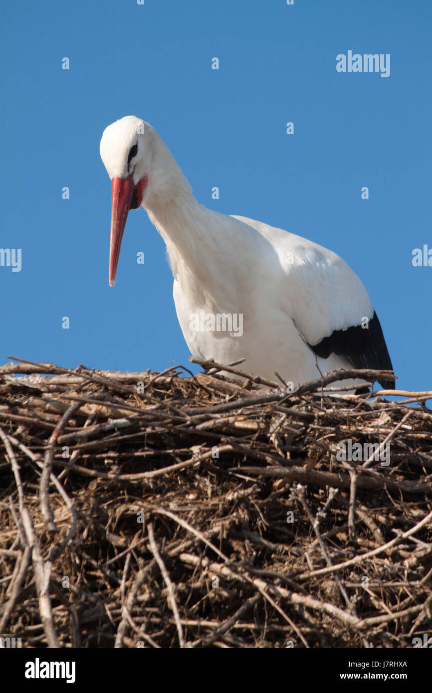 bird birds zoo stork blue animal bird cloud birds zoo blank european ...