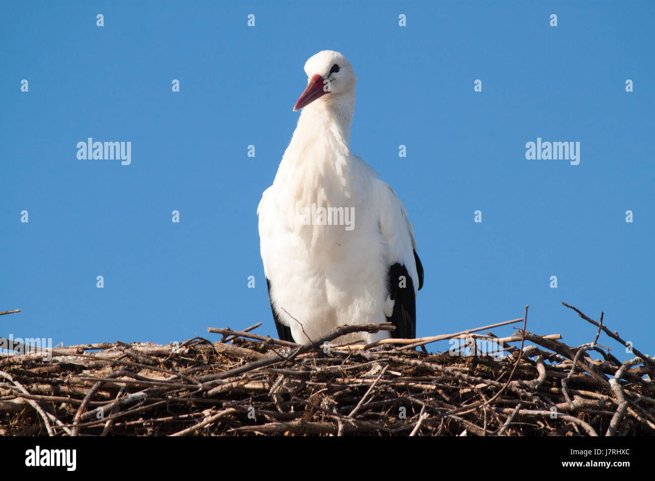 bird birds zoo stork blue animal bird cloud birds zoo blank european ...