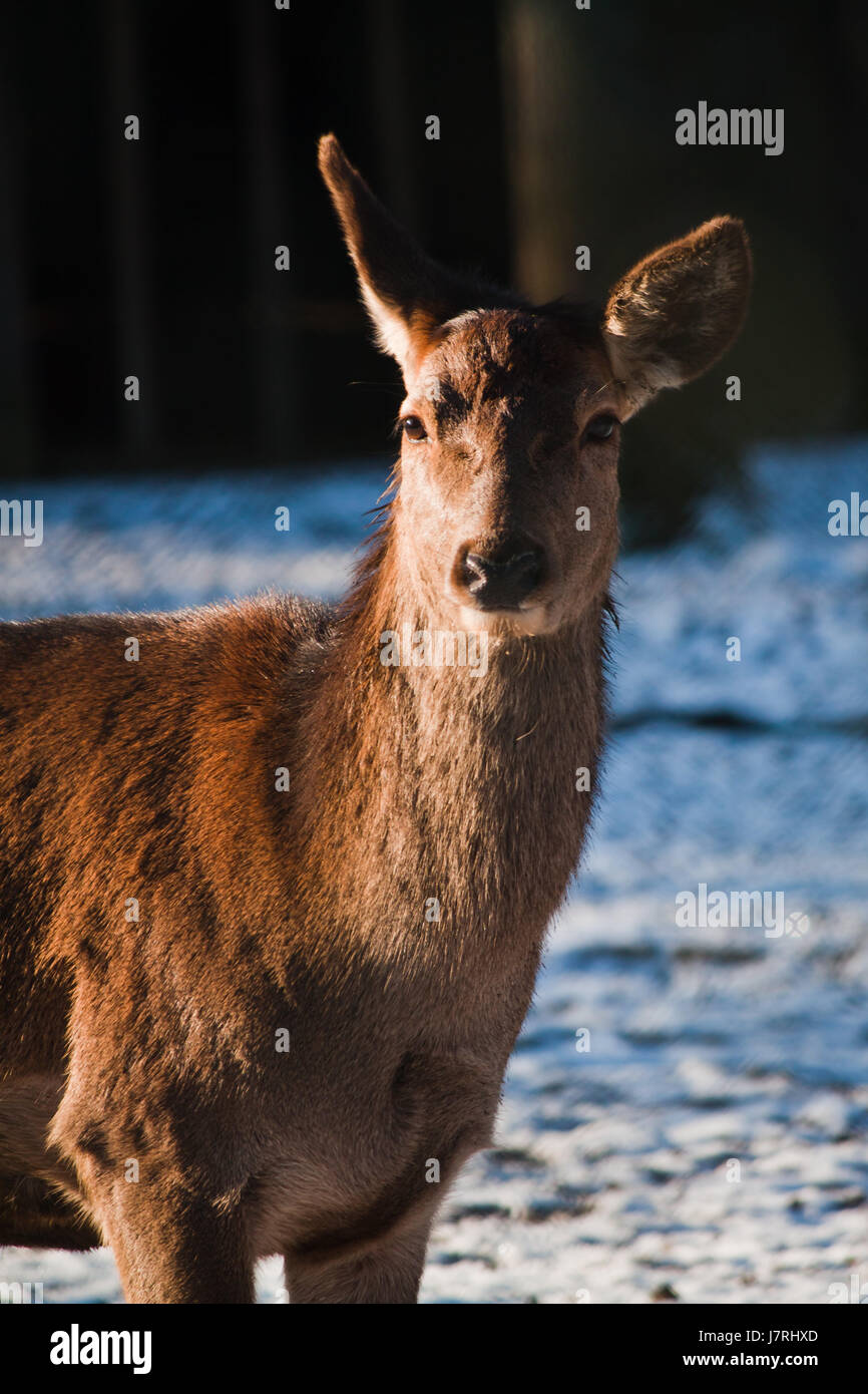 zoo deer stag hart stag wait waiting food aliment fodder game ...