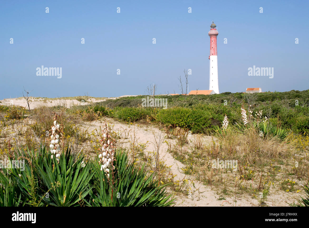 france dune vegetation lighthouse sands sand ecosystem blue tower green ...