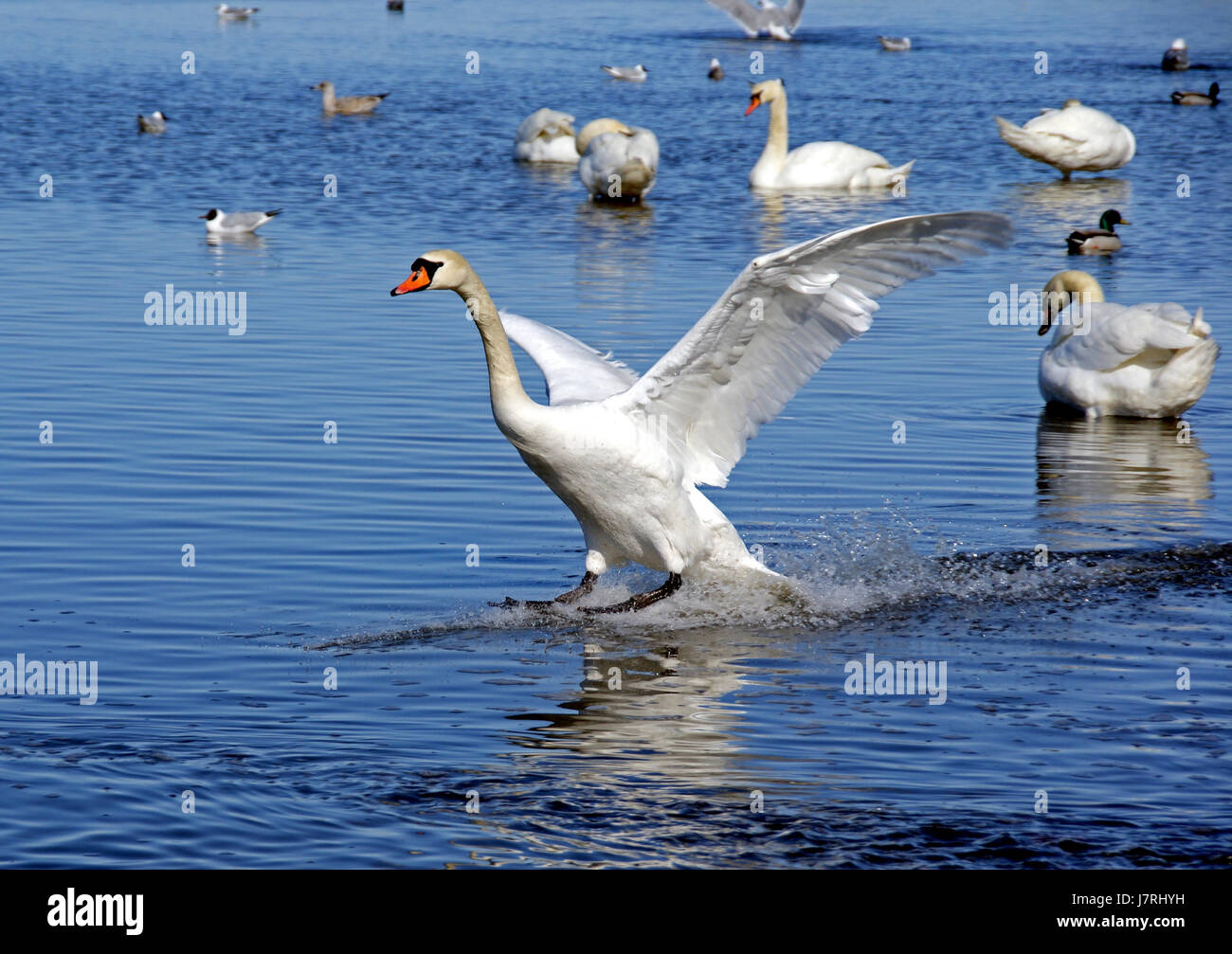bird swan wing float feather landing white swimmer natural beautiful ...