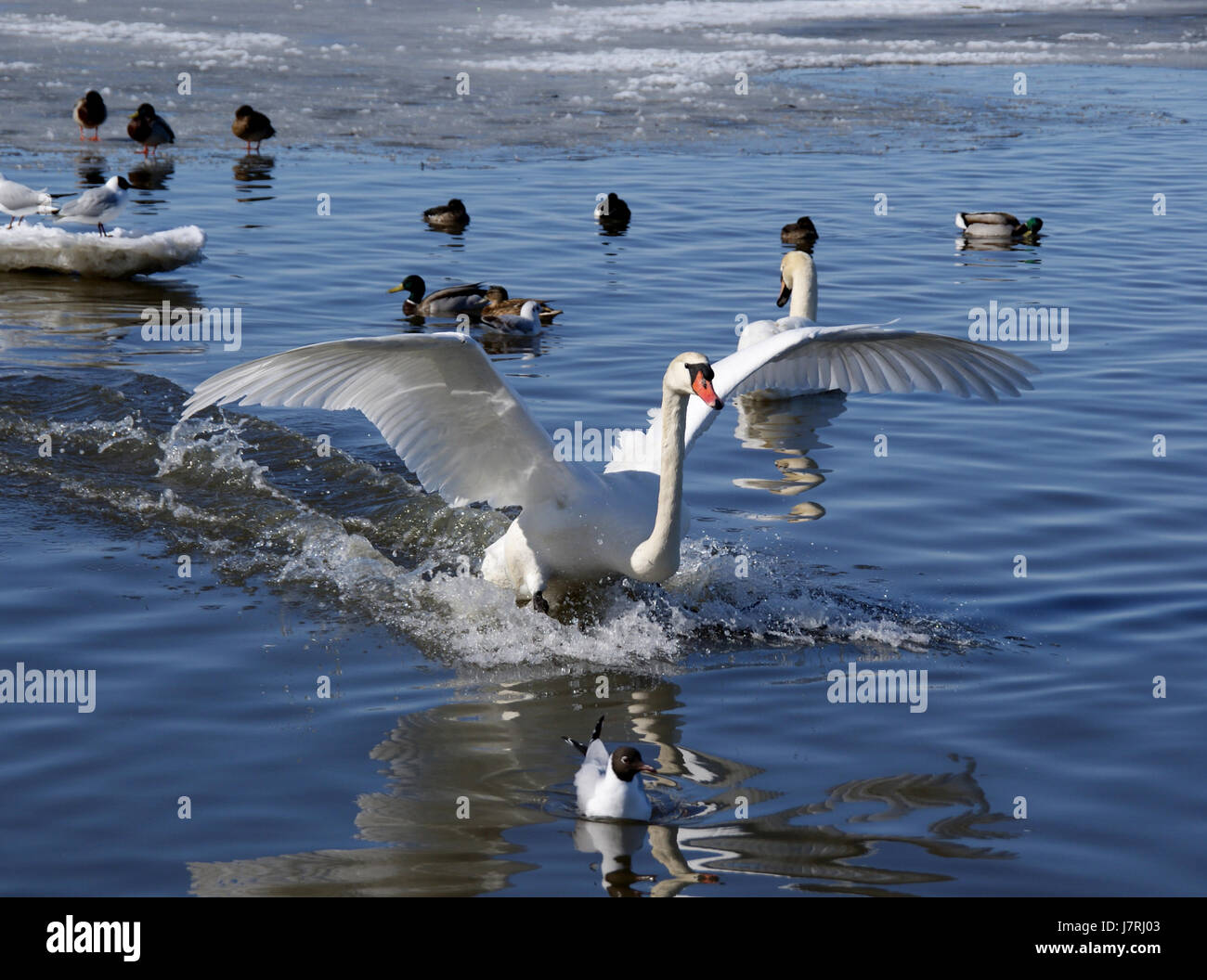 bird swan wing float feather landing white swimmer natural motion ...