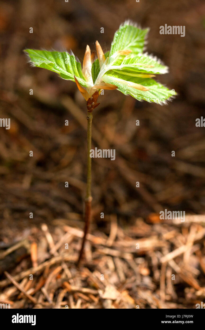 new life in spring Stock Photo - Alamy
