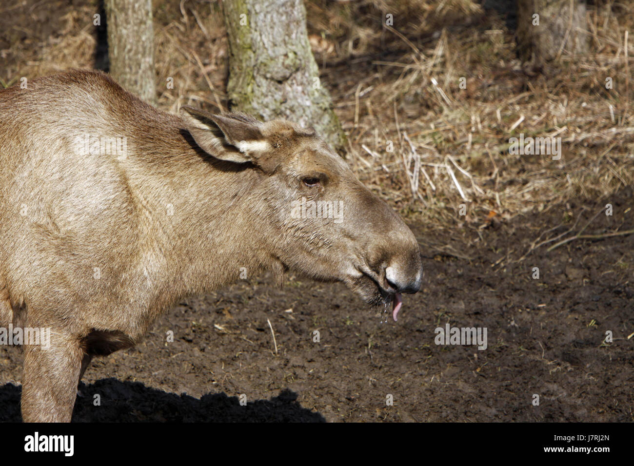 bull cow elk waters animal mammal asia bull portrait europe wet cow ...