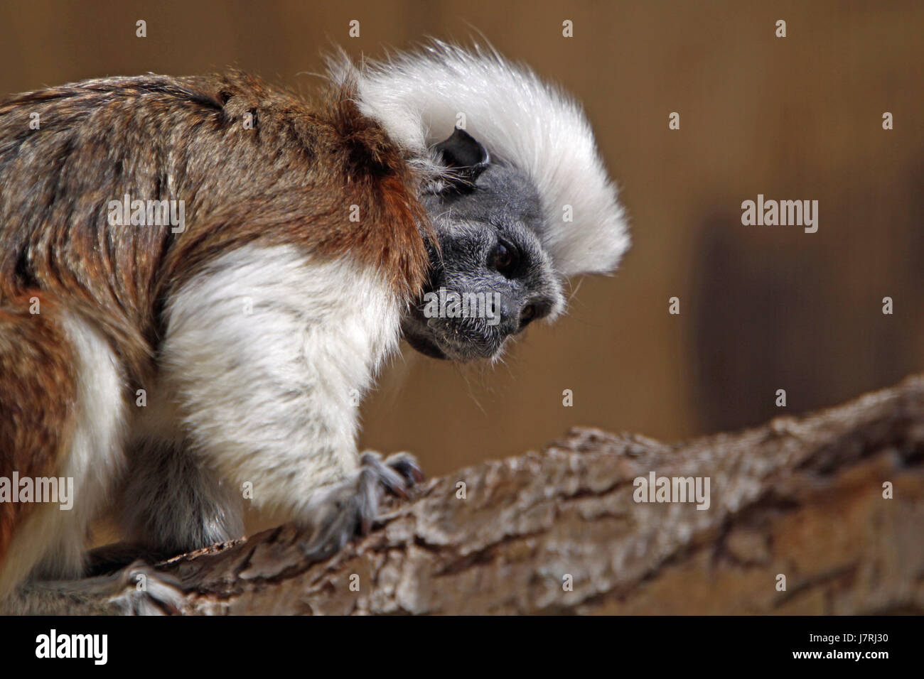 monkey animal mammal portrait monkey south america colombia lisztaffe ...