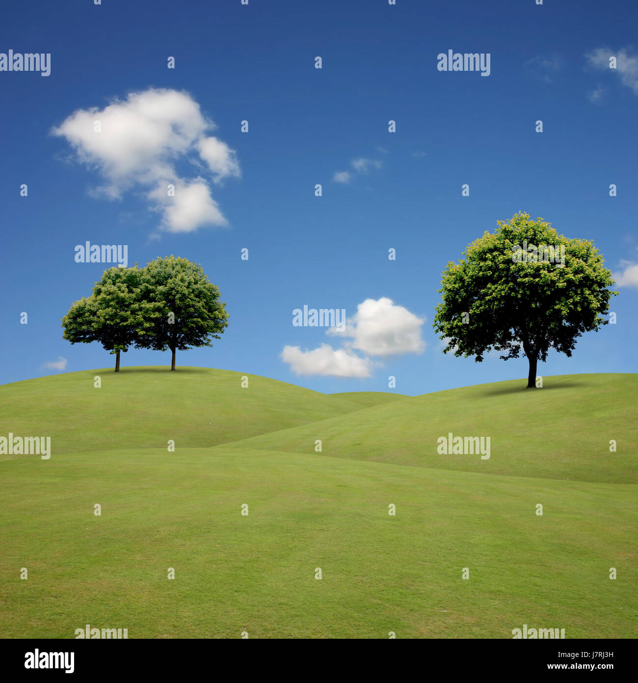 tree trees scenery countryside nature tree trees park garden field ...