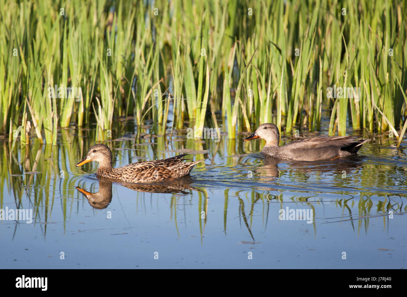 Fauna araba hi-res stock photography and images - Alamy