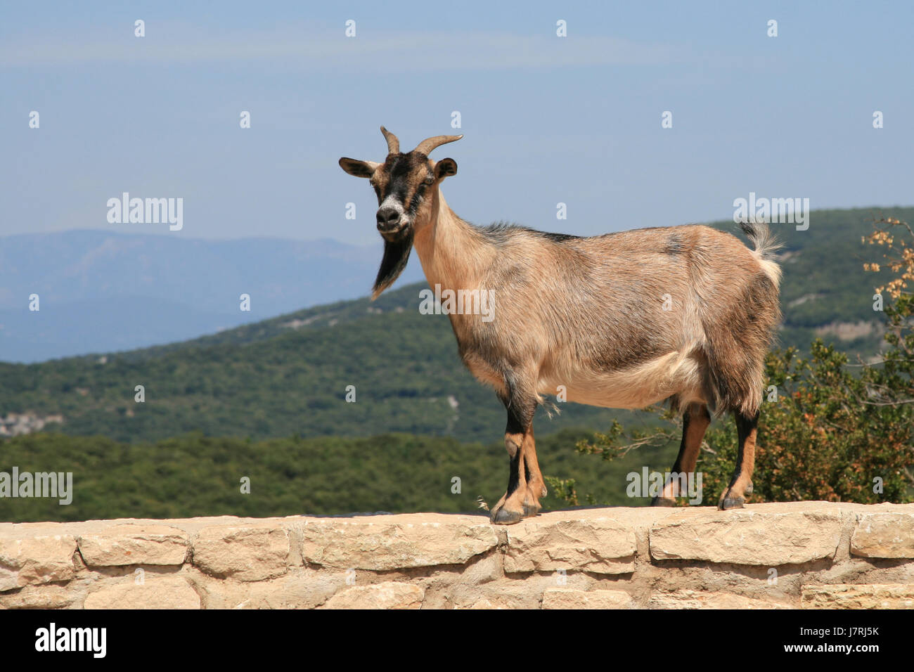 goat sight view outlook perspective vista panorama lookout goat sight ...