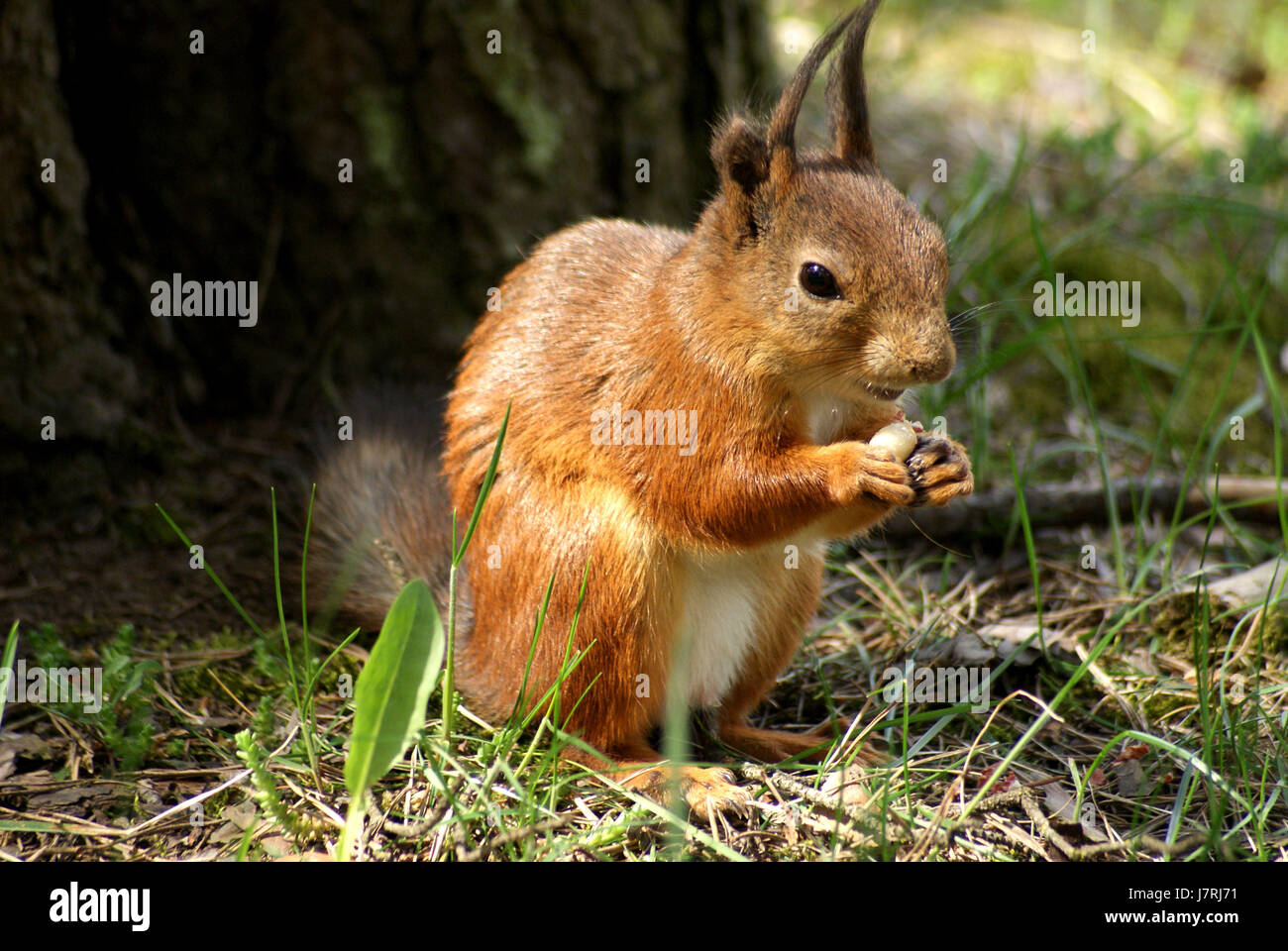 beautiful beauteously nice animal wildlife rise climb climbing ascend ...