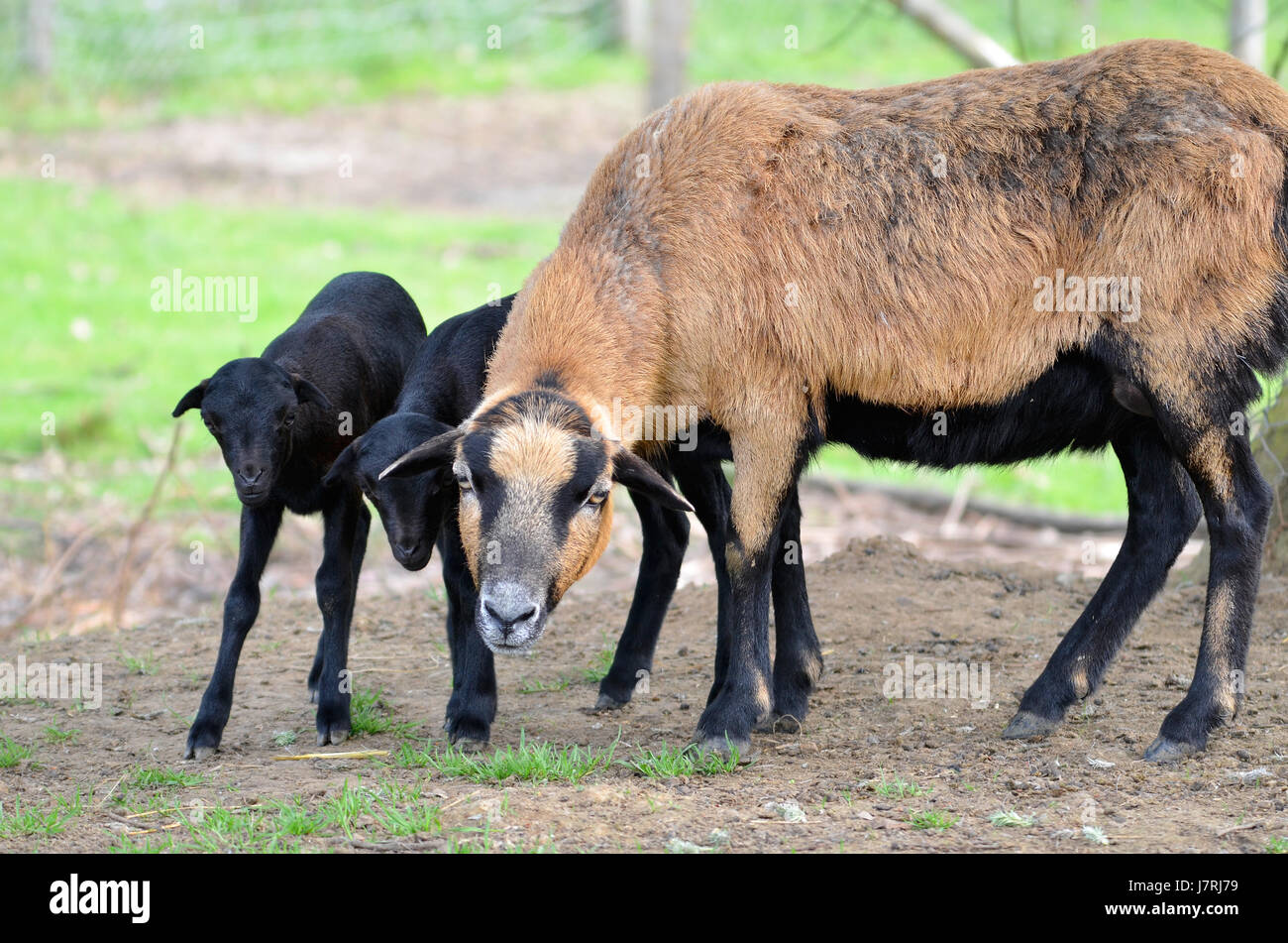 mammal agriculture farming sheep young younger lamb closeup brown ...