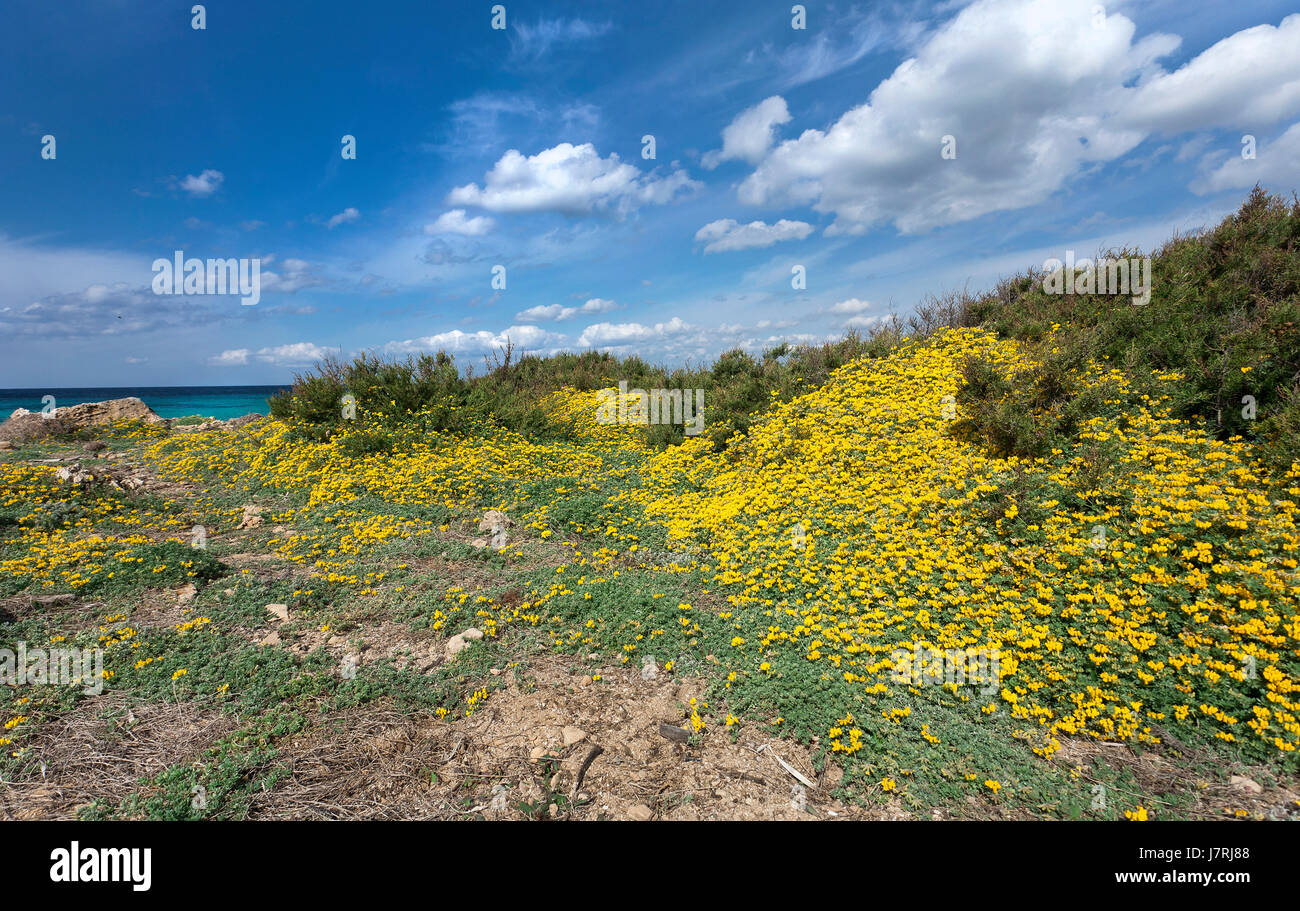 bloom blossom flourish flourishing flower flowers plant beach seaside ...