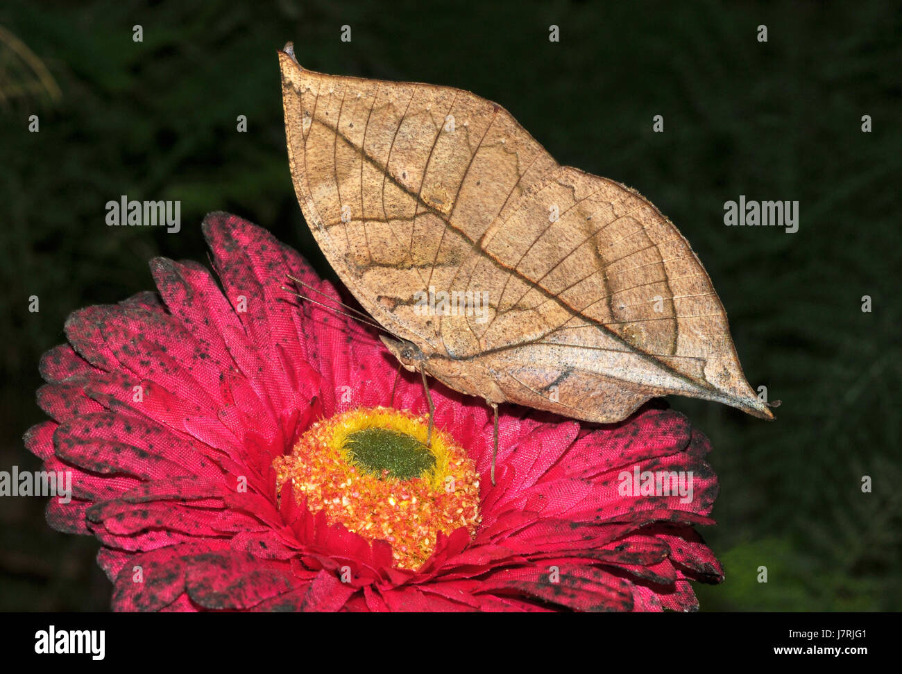 butterfly moth insect flower plant asia butterfly nectar moth japan ...