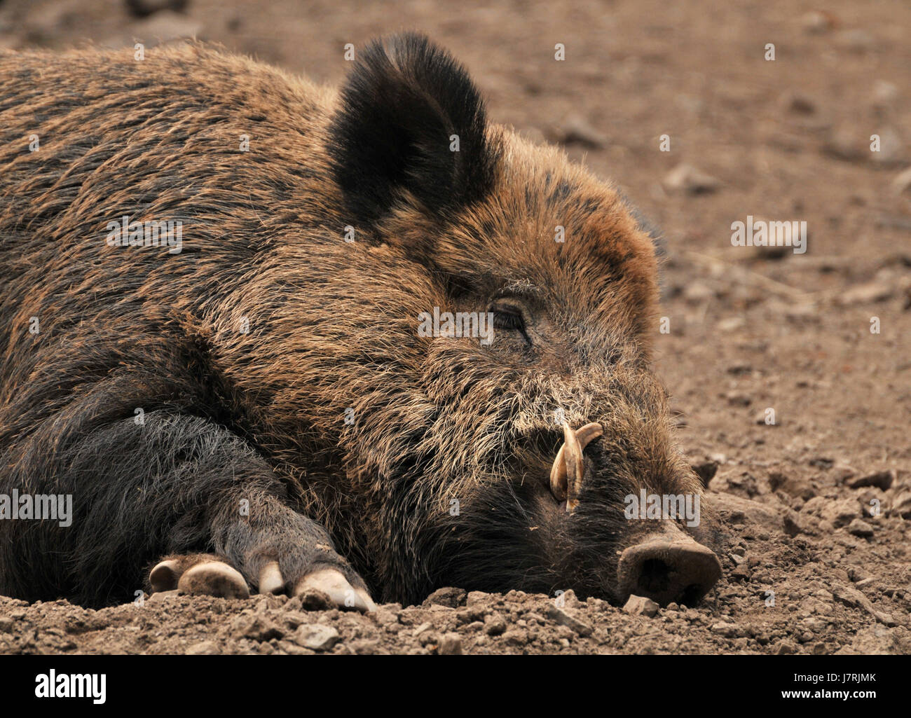 sleep sleeping wild boar pig wild boars cutter sleep sleeping wild boar ...