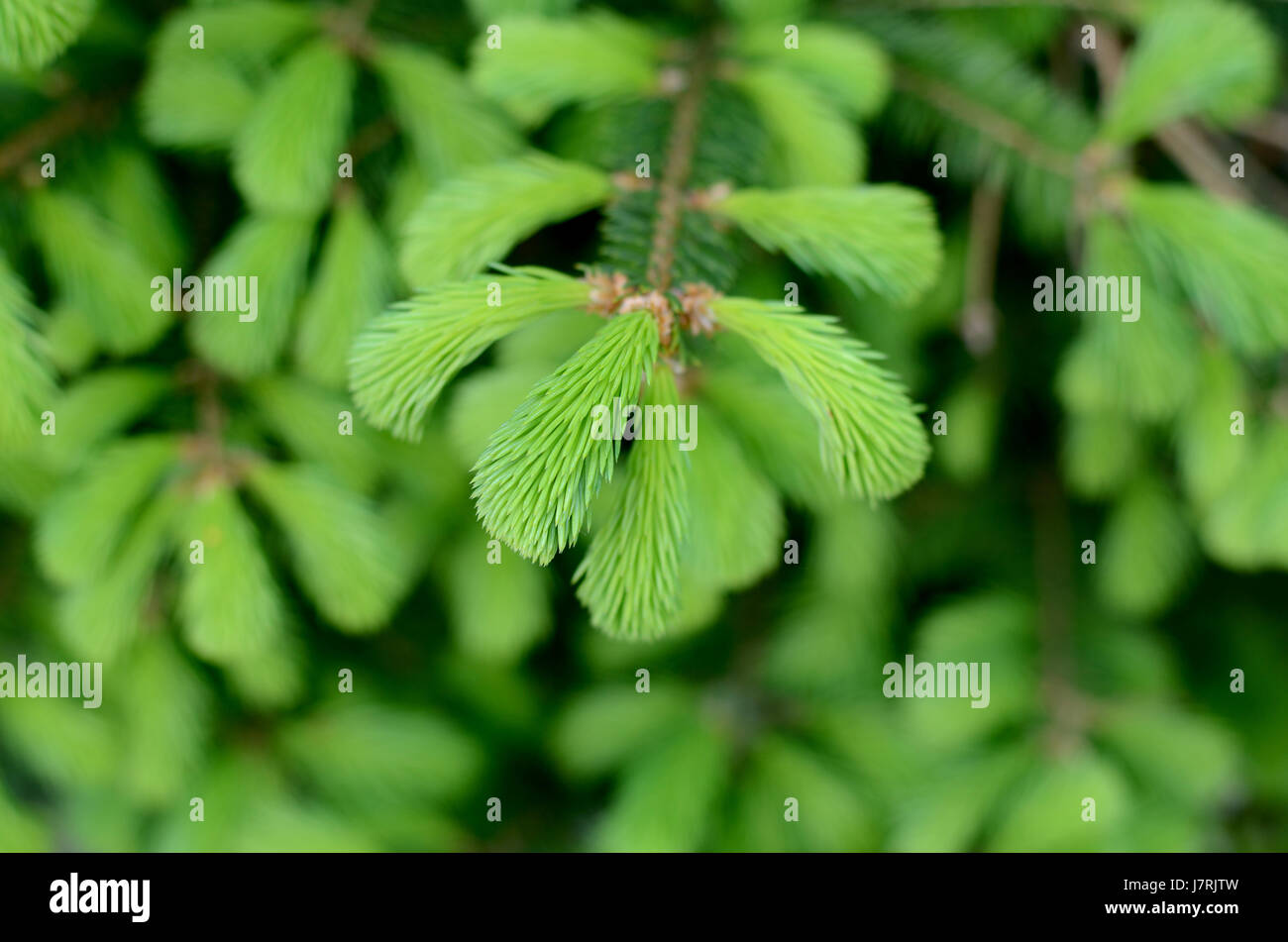 Young fluffy green spruce sprouts, fir-tree branches Stock Photo - Alamy