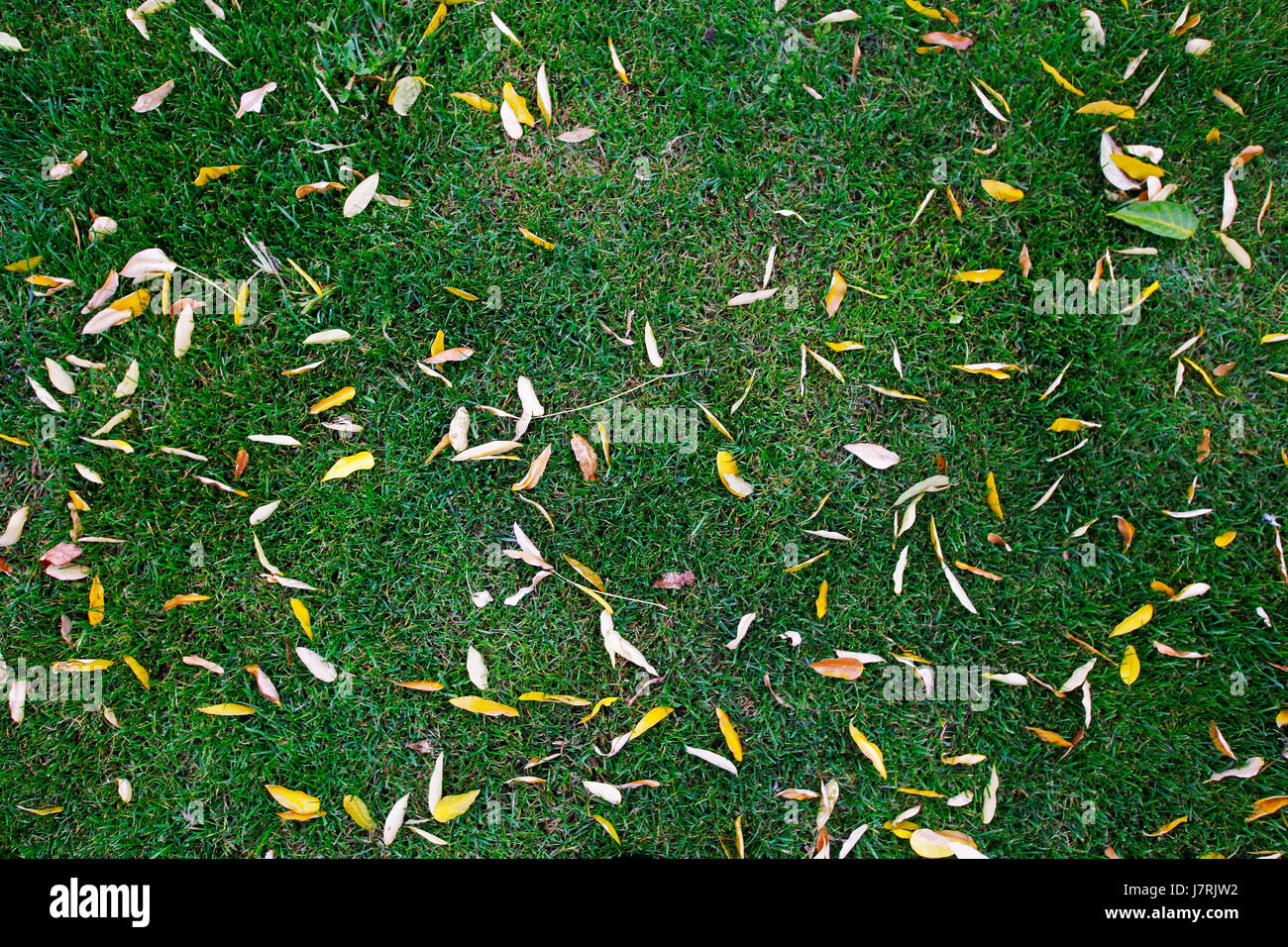 ground soil earth humus leaves meadow grass lawn green backdrop ...