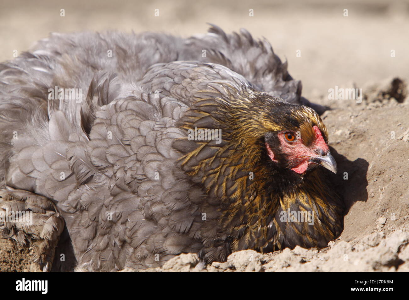 gray brahma hen Stock Photo - Alamy