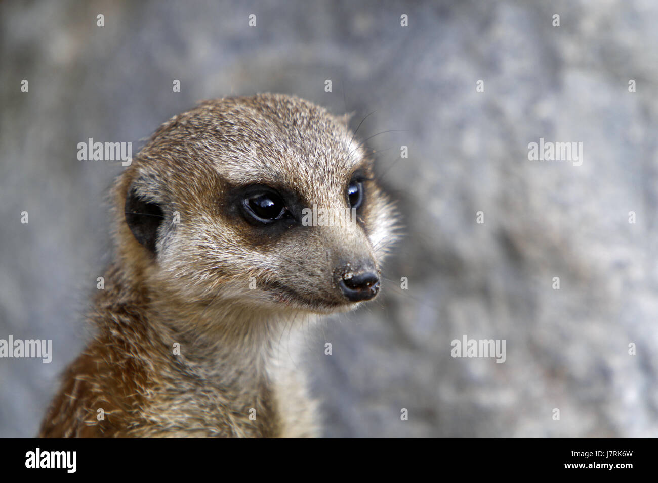 mammal mammals predator meerkat meerkats animal mammal africa watchful ...