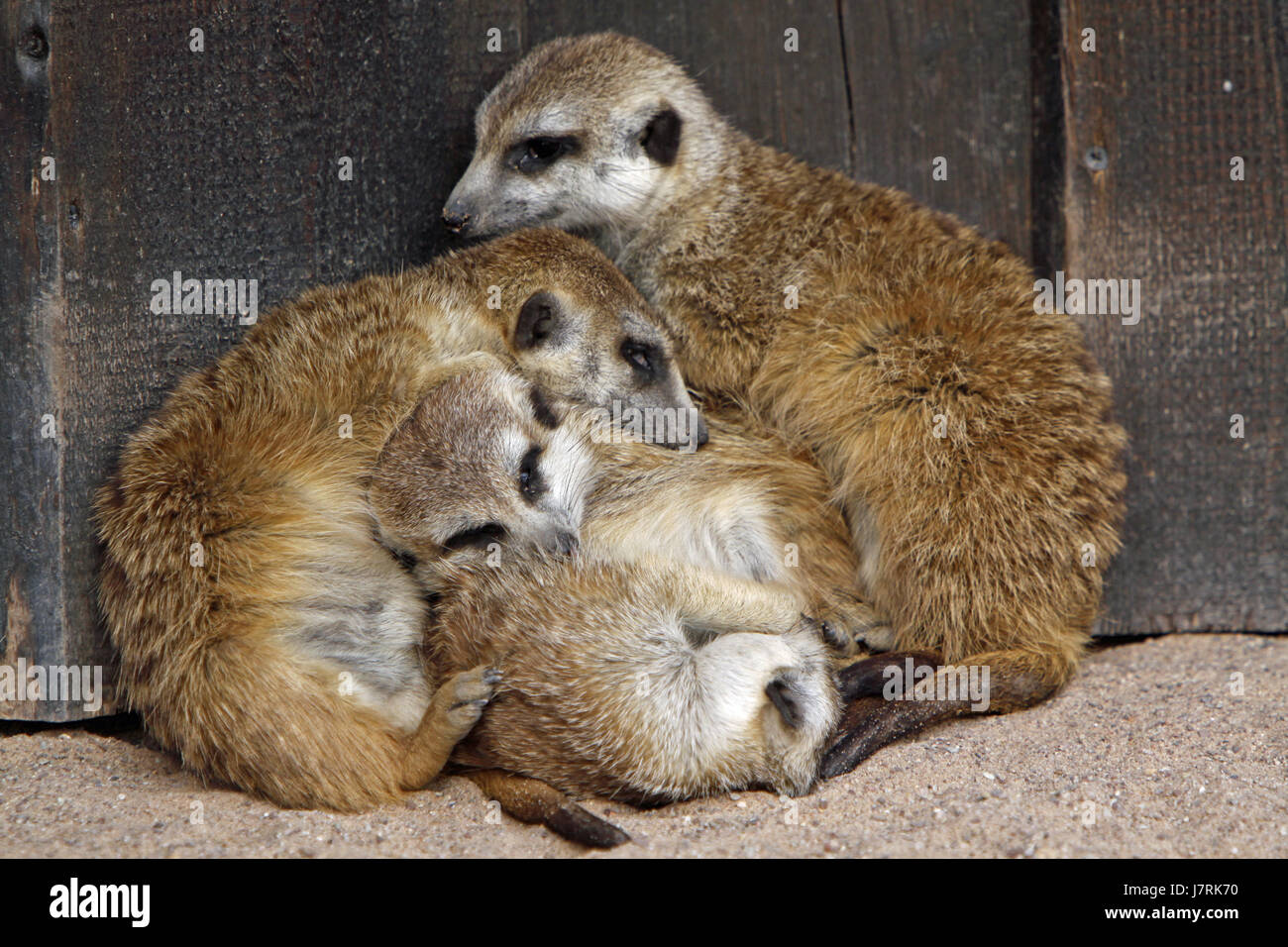 mammal mammals predator meerkat meerkats animal mammal africa watchful ...