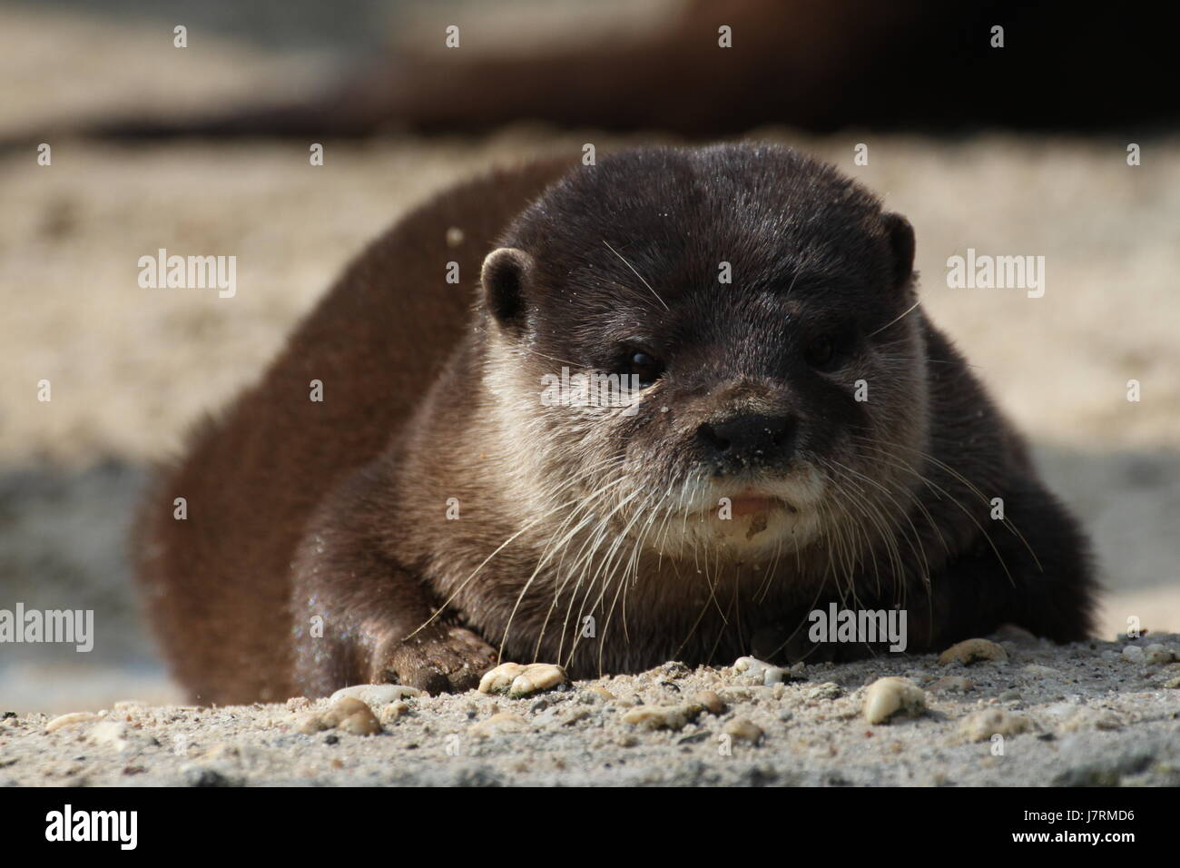 Sea otter with shell hi-res stock photography and images - Alamy