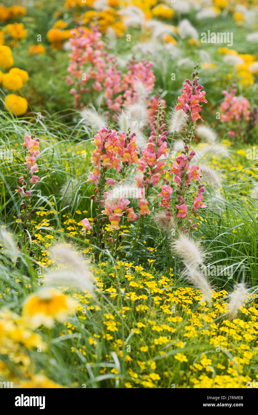 garden flower plant bloom blossom flourish flourishing flowers flora ...