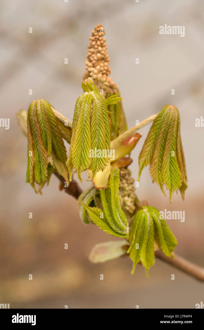 flower plant leaves spring vertical chestnut chestnut tree lawn green ...