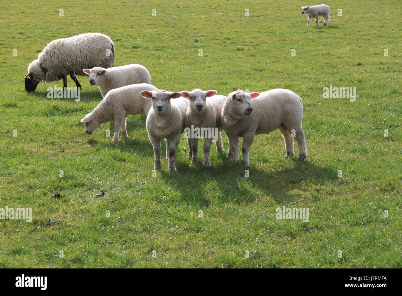 animal field sheep wool farm meadow grass lawn green white lamb food ...