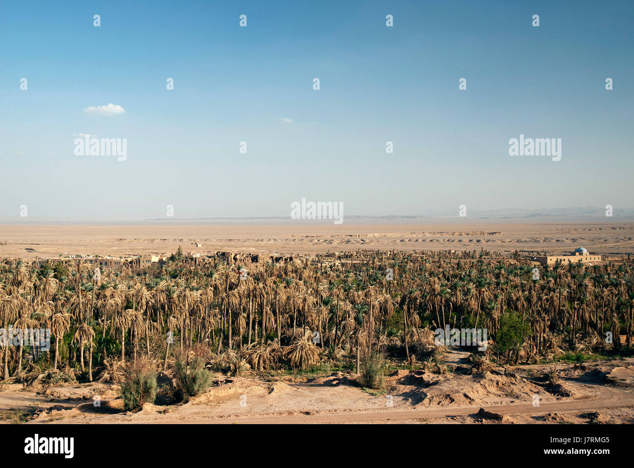 tree trees desert wasteland oasis dry dried up barren remote palm iran ...