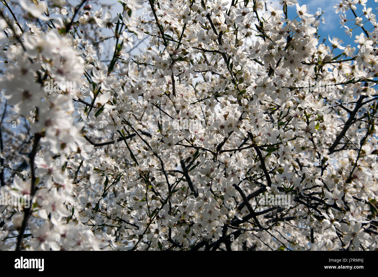 Mirabellenbaum High Resolution Stock Photography and Images - Alamy