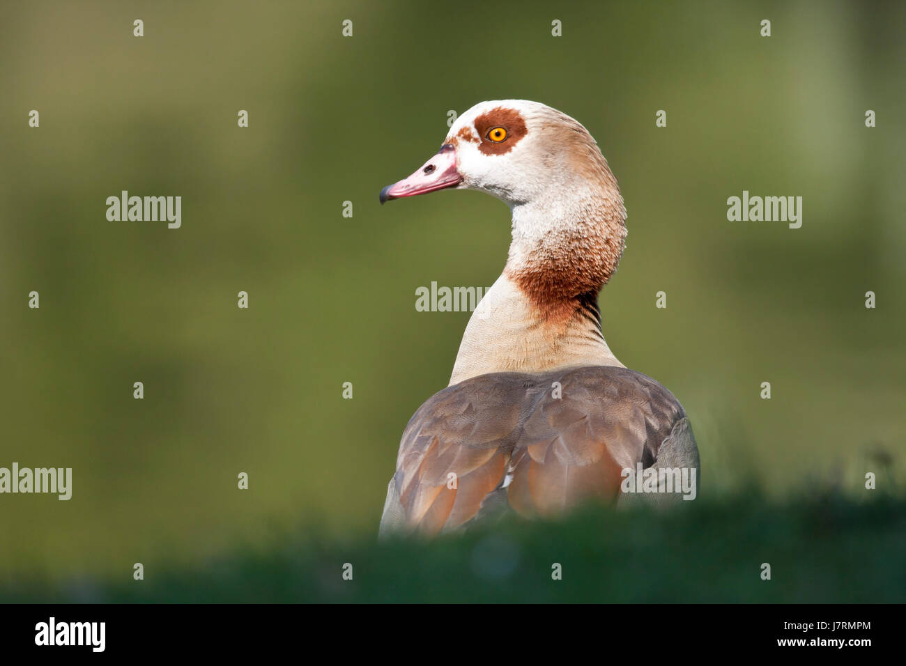 duck waterfowls waterfowl goose coloured colourful gorgeous ...