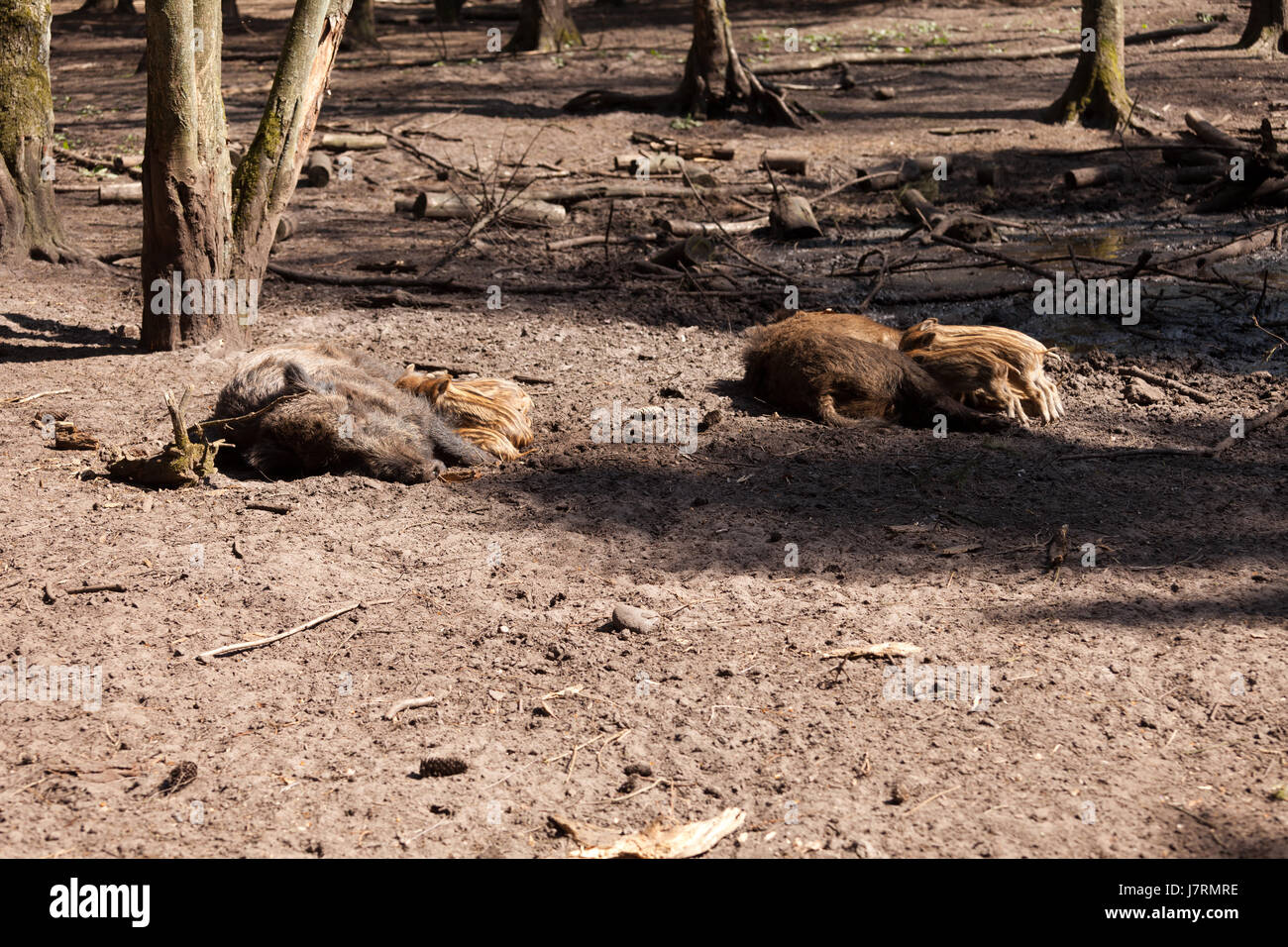 wild boar pig brooks wild boars feed wild boar pig suck brooks wild ...