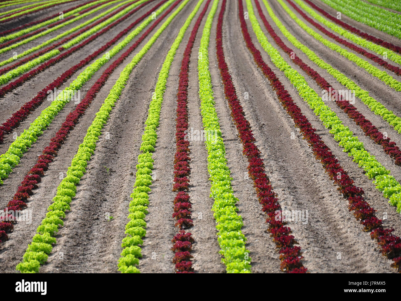 bucolic plant green agriculture farming field row acre vegetable ...
