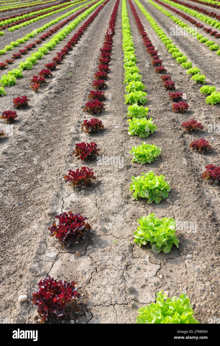 bucolic plant green agriculture farming field row acre vegetable ...