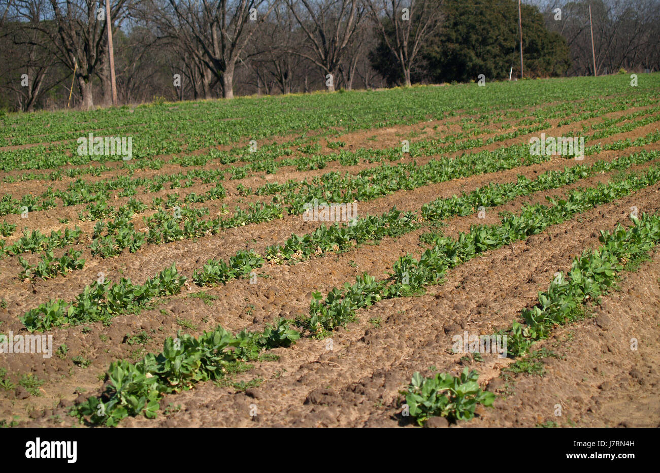 agriculture farming field south vegetable farm pea agricultural ...