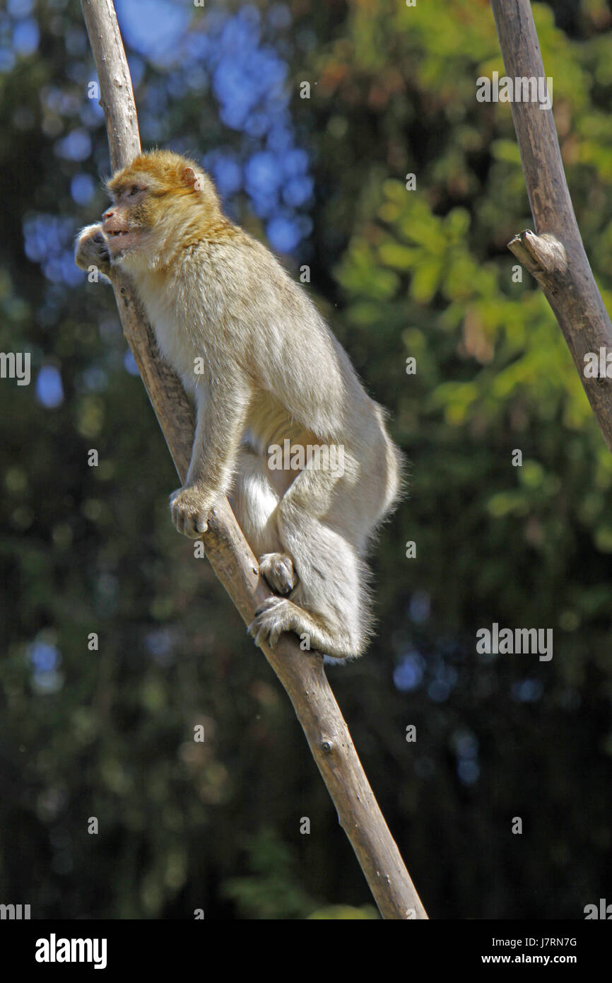 tree monkey tree animal mammal monkey morocco gibraltar algeria ...