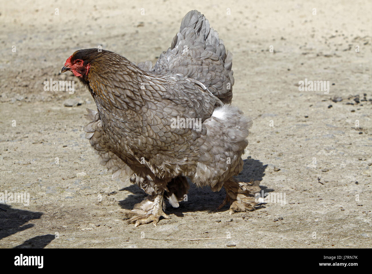 chicken hen chickens hens bird birds poultry farm animal chicken female ...