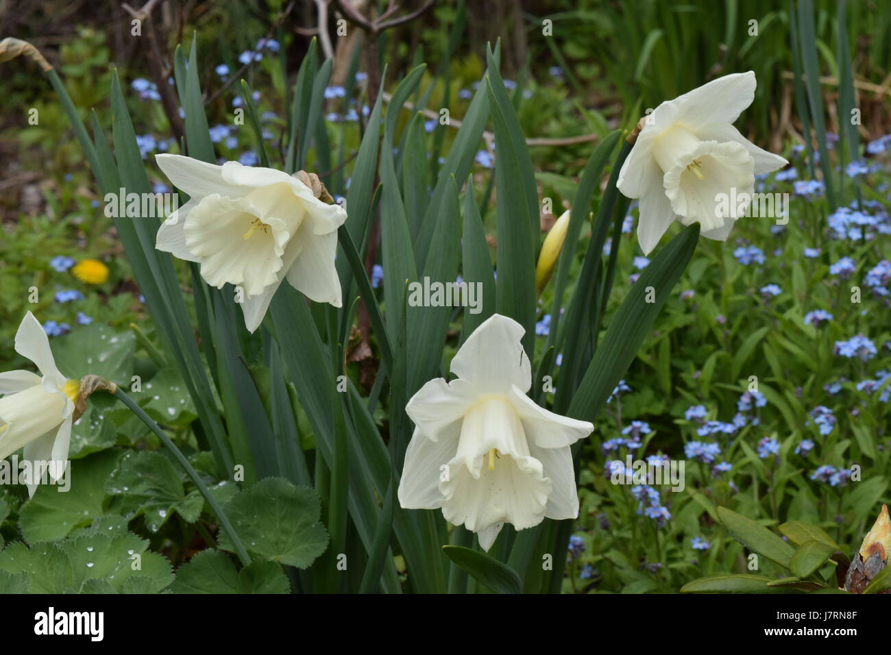 Spring beauty in an urban park Stock Photo - Alamy