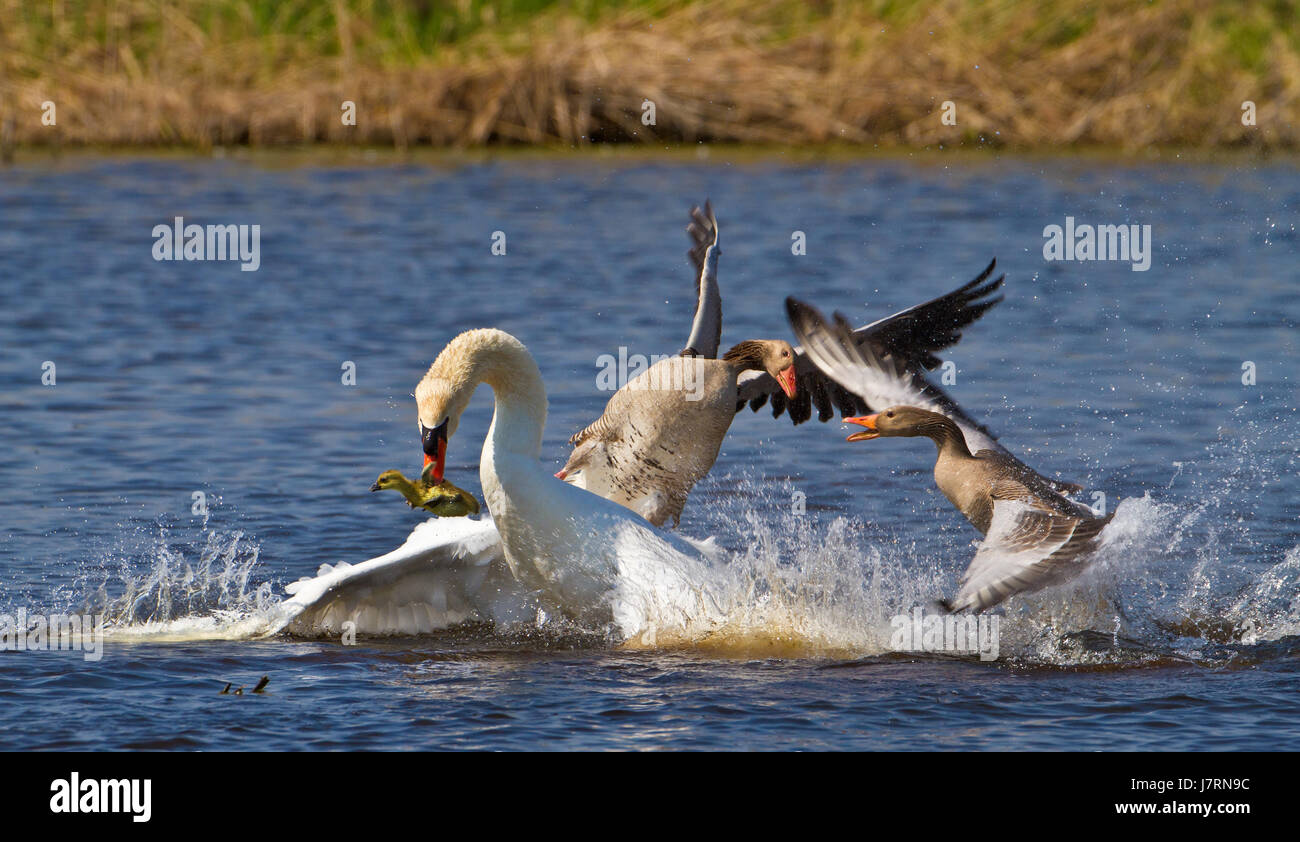 swan geese defence chick attack quarrel water swan geese defence chick ...