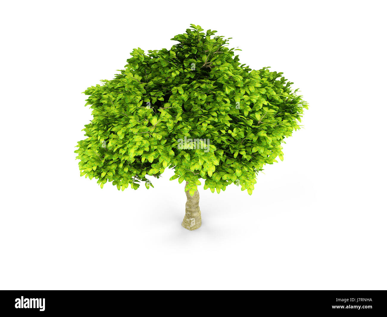 leaf eco environment enviroment isolated closeup tree wood botany ...