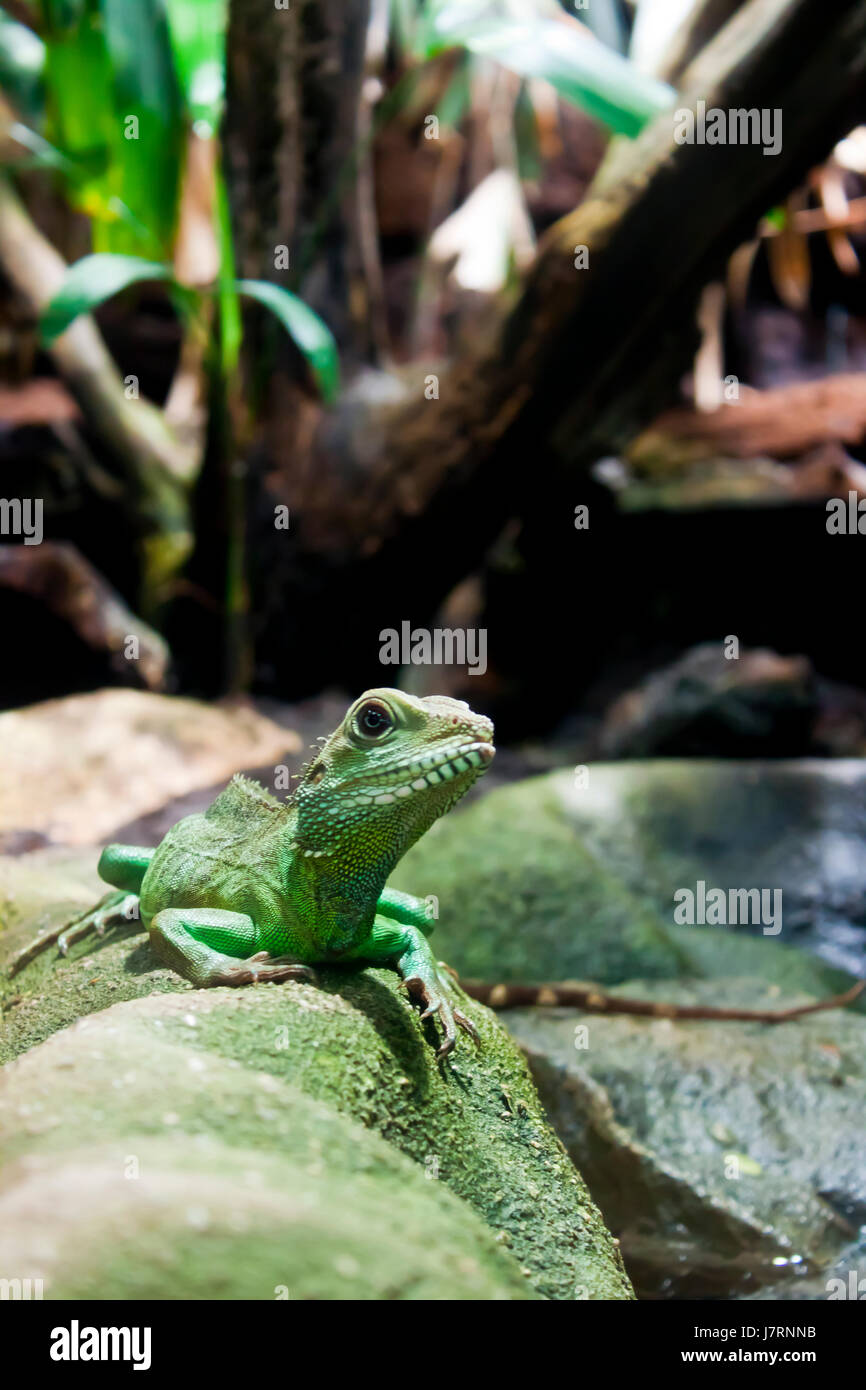 reptile curiosity lizard saurian sight view outlook perspective vista ...