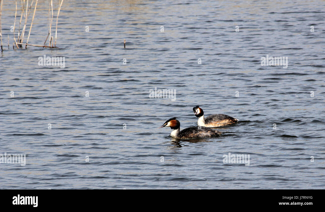 waters animal bird birds waterfowls waterfowl loon fresh water lake ...