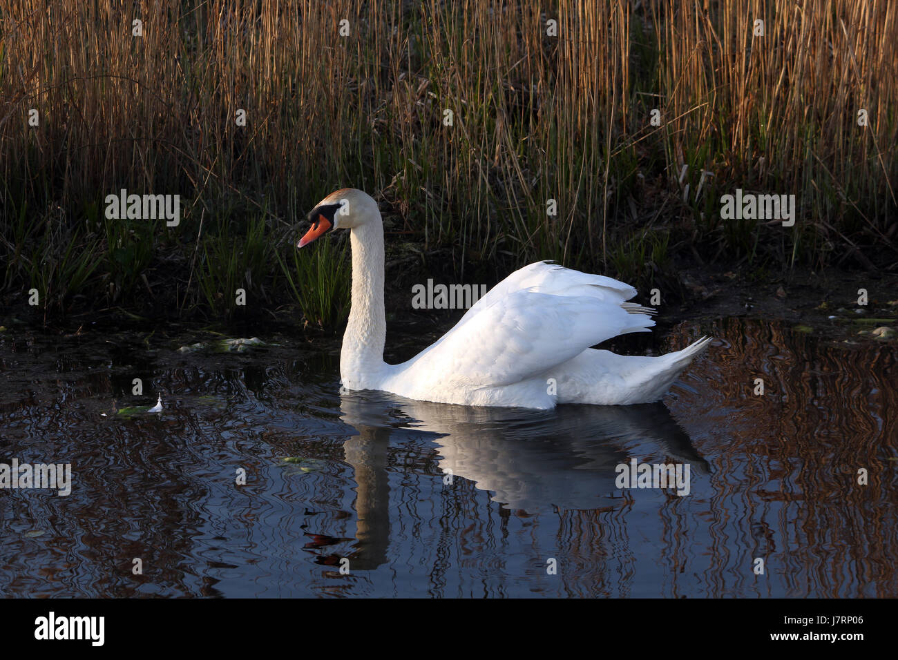 animal bird eye organ swan birds animal portrait beak wet feathering ...