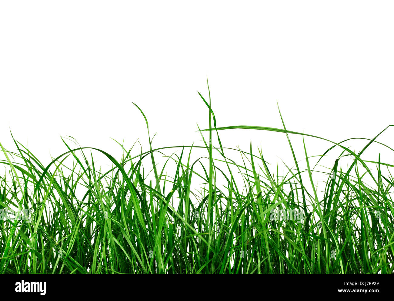 field blade of grass meadow grass lawn green plant environment ...