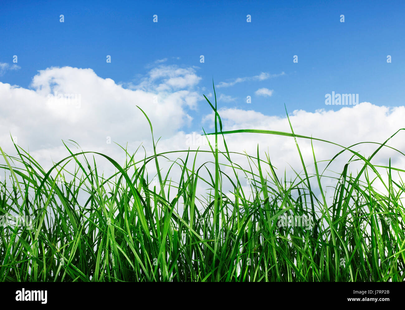 field blade of grass meadow grass lawn green firmament sky plant ...