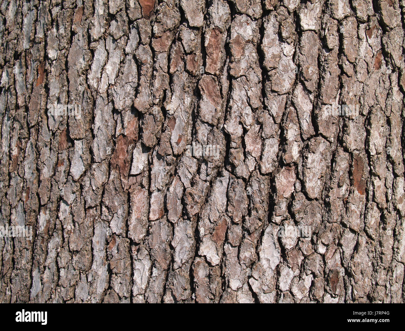 close tree trunk rough bark backdrop background texture close detail ...