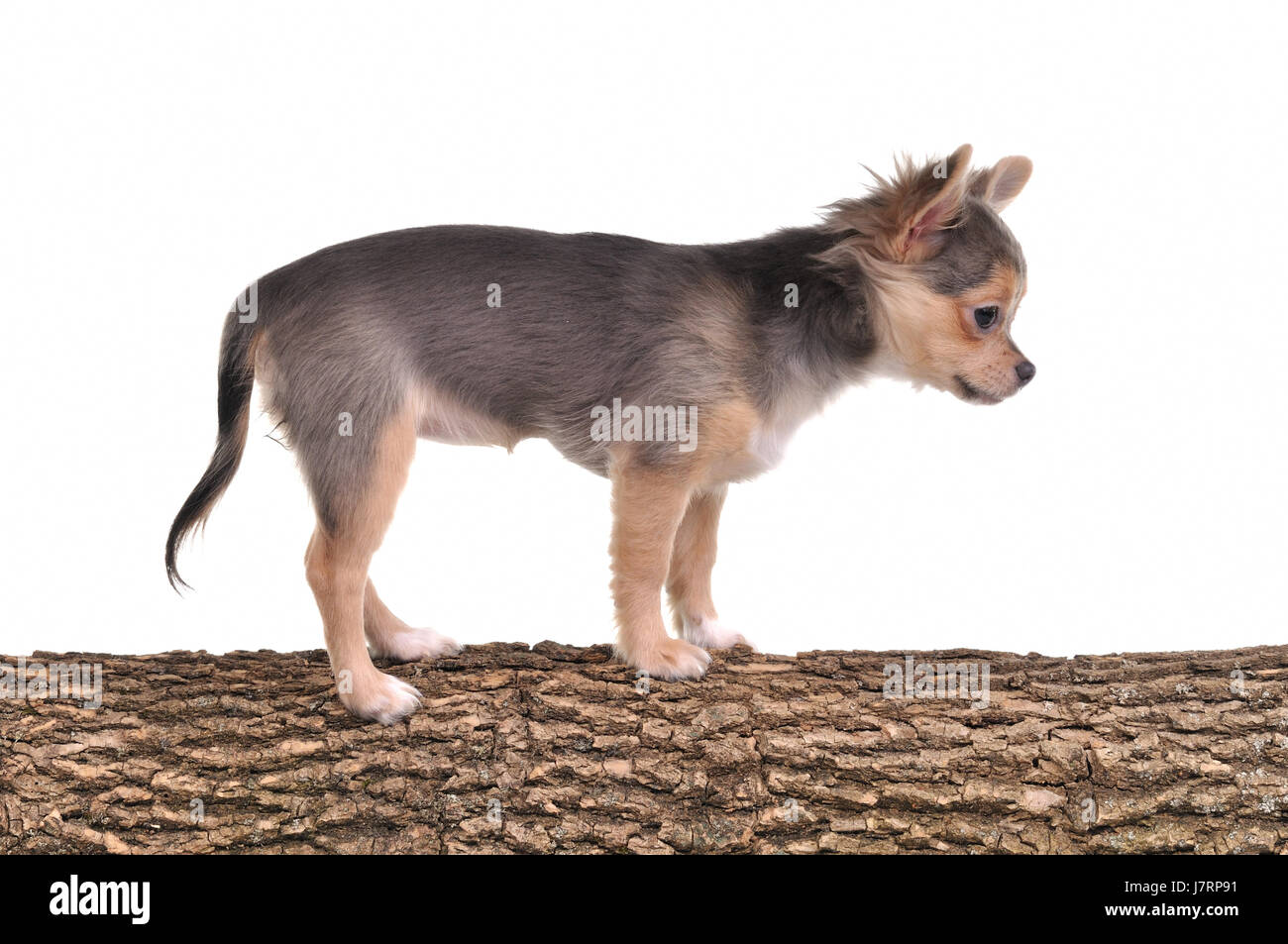 walk go going walking isolated tree pet wood trunk animals steps step ...