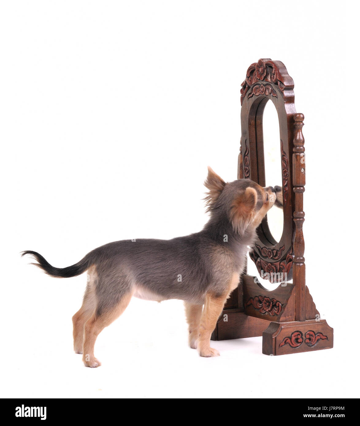 Reflection mirror back Cut Out Stock Images & Pictures - Alamy