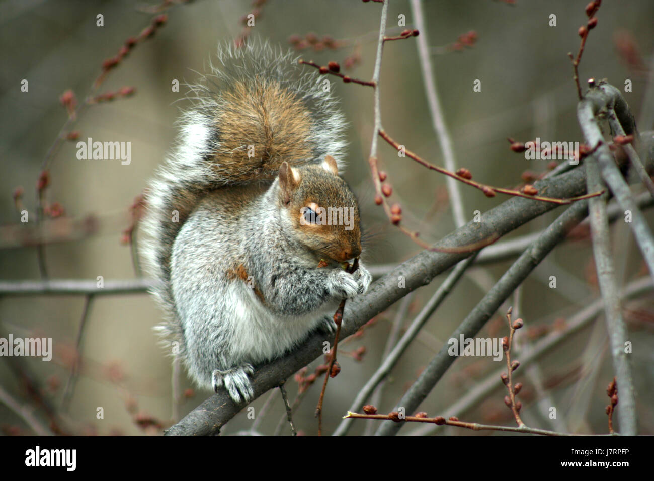 food aliment animal mammal brown brownish brunette wild rodent fur ...