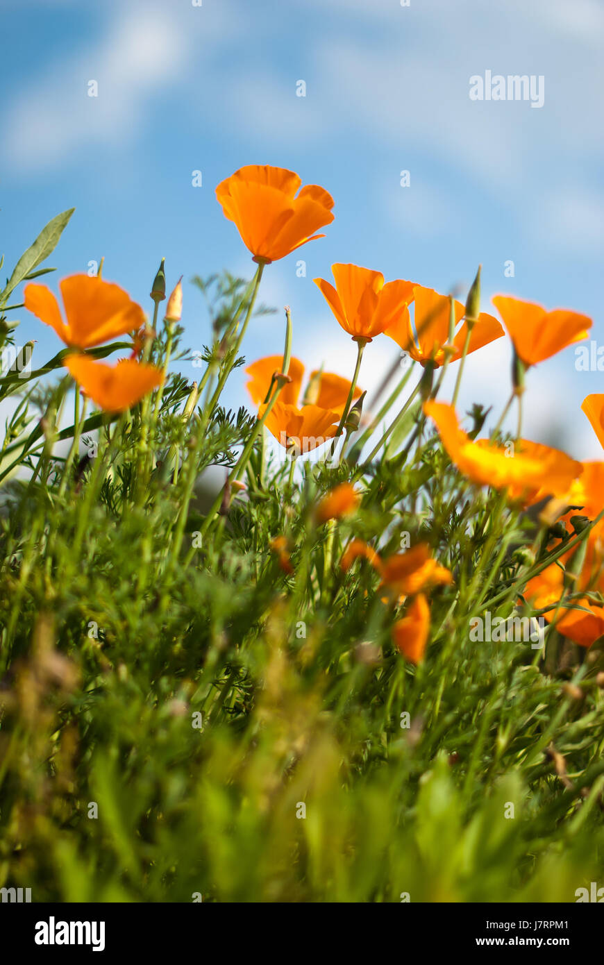 blue colour closeup horizon flower plant agriculture farming field ...